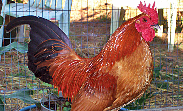 All About Nankin Bantams - Backyard Poultry